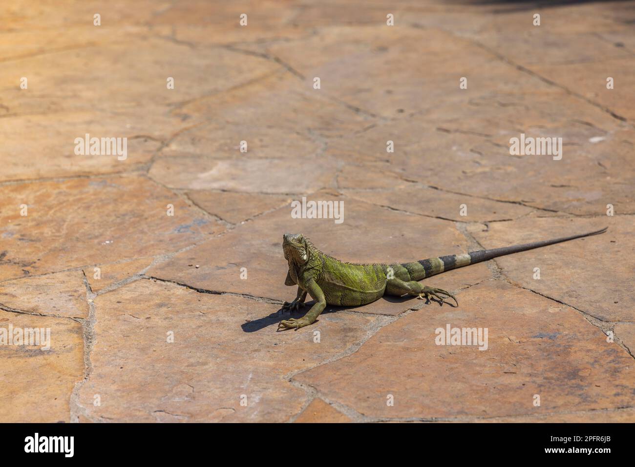 Aruba day gecko hi-res stock photography and images - Alamy
