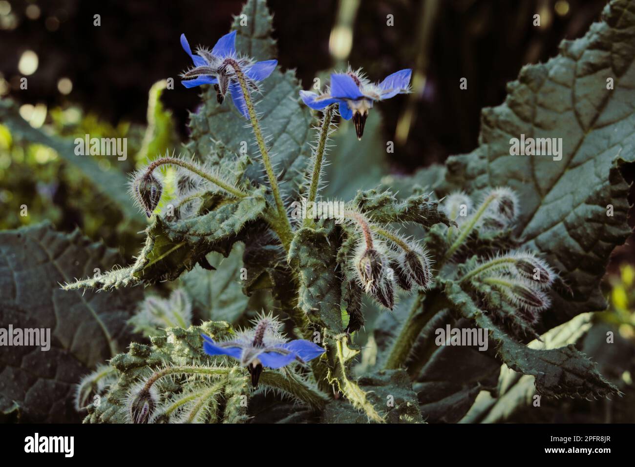 Borage plant hi-res stock photography and images - Alamy