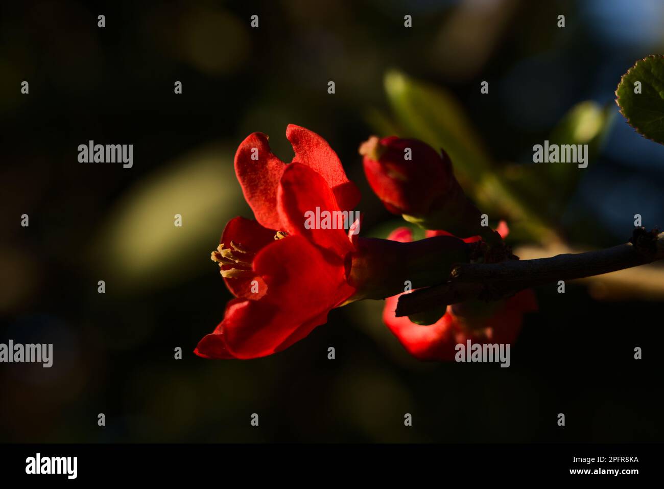 Japanese quince tree chaenomeles hi-res stock photography and images ...
