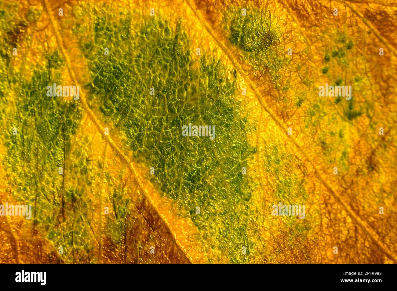 Macro photography of an autumn leaf for screensaver Stock Photo - Alamy