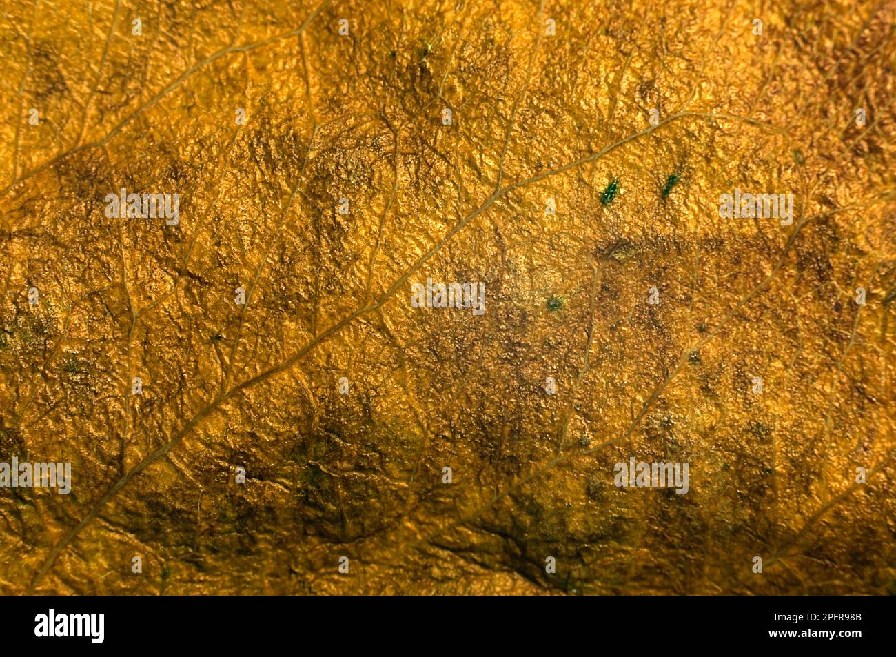 Colorful screensaver hi-res stock photography and images - Alamy