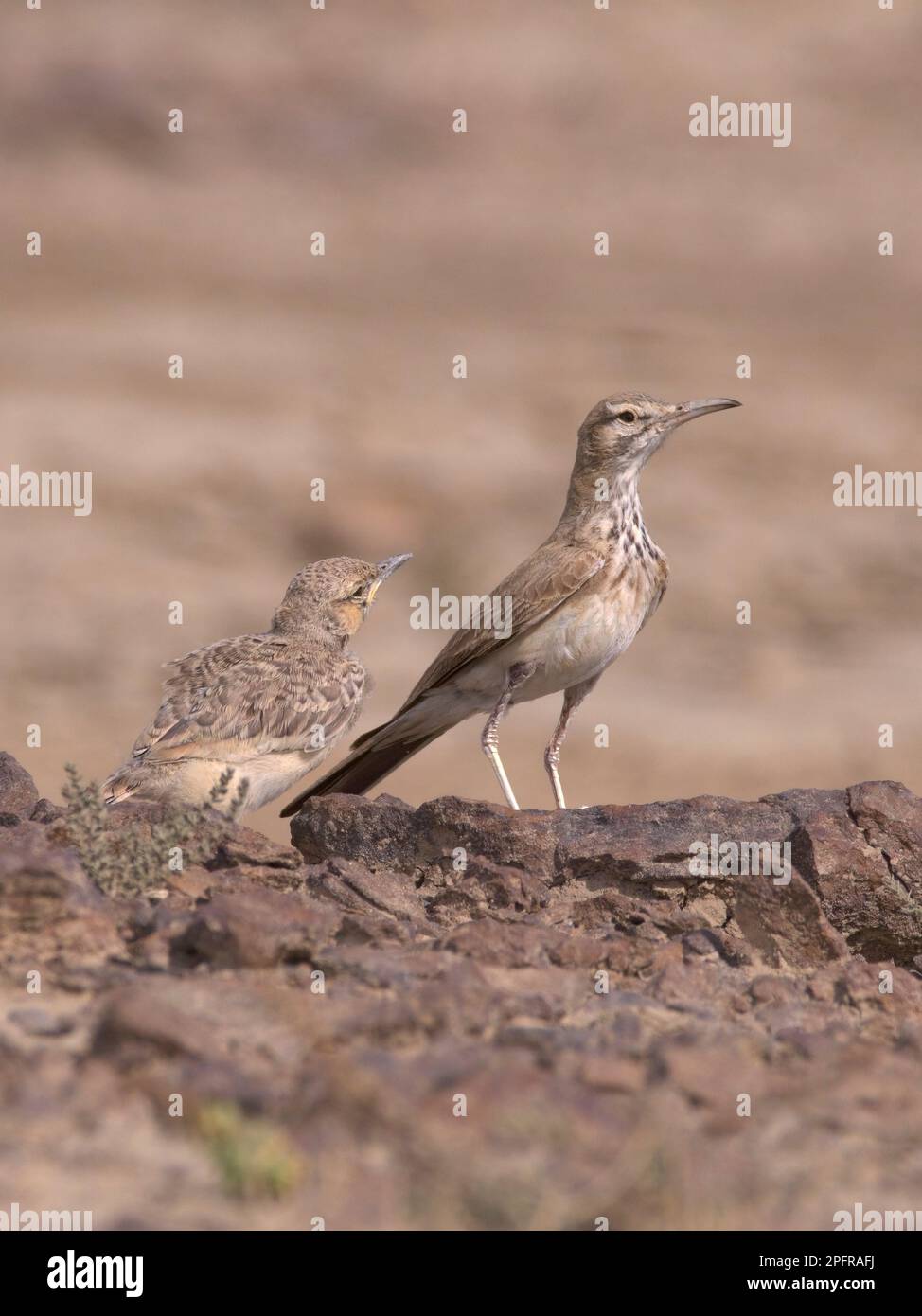 Greater Hoopoe-Lark (Alaemon alaudipes) at little rann of kutch Stock ...