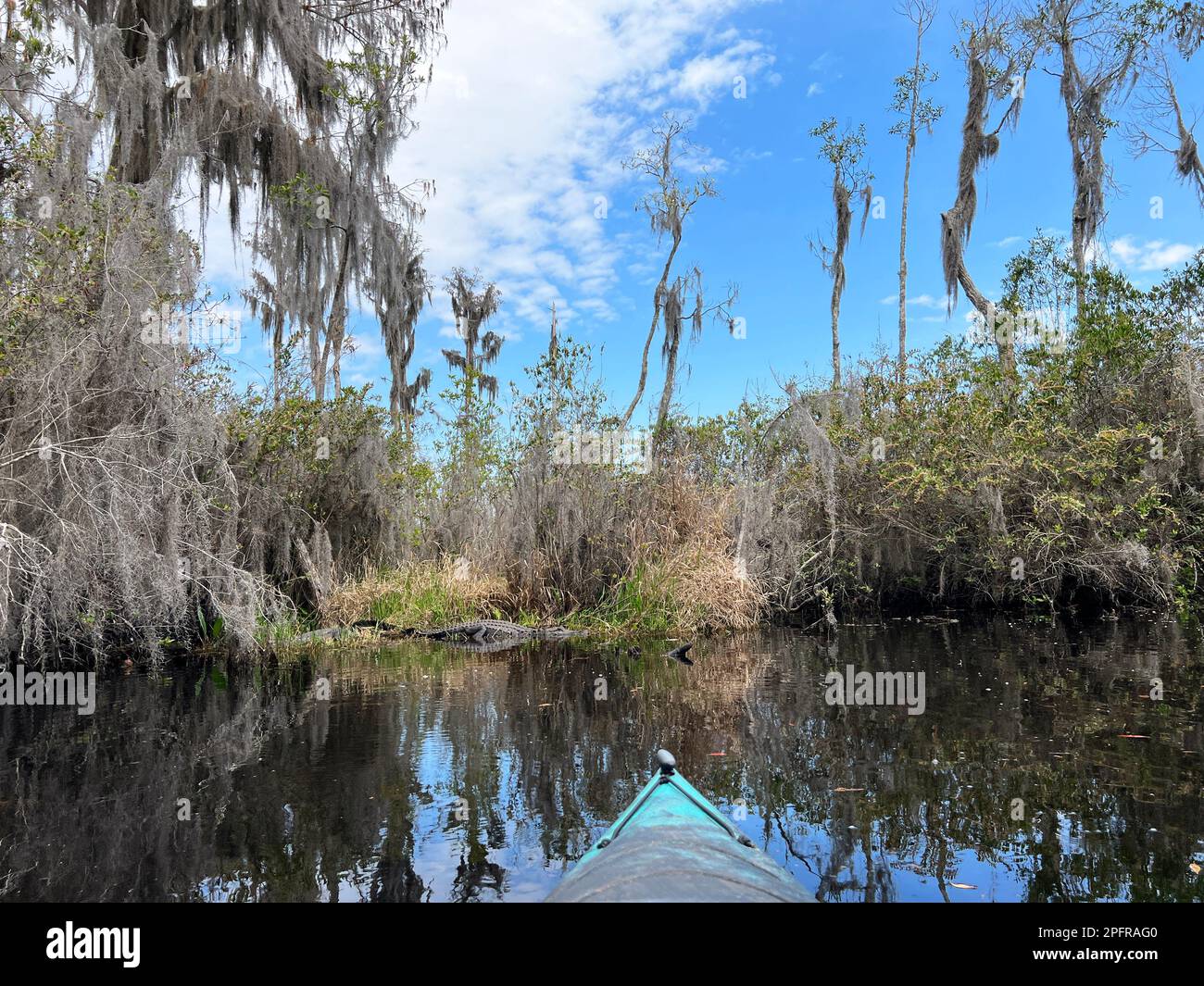 A kayaker stops to view alligators resting along the shoreline at the ...