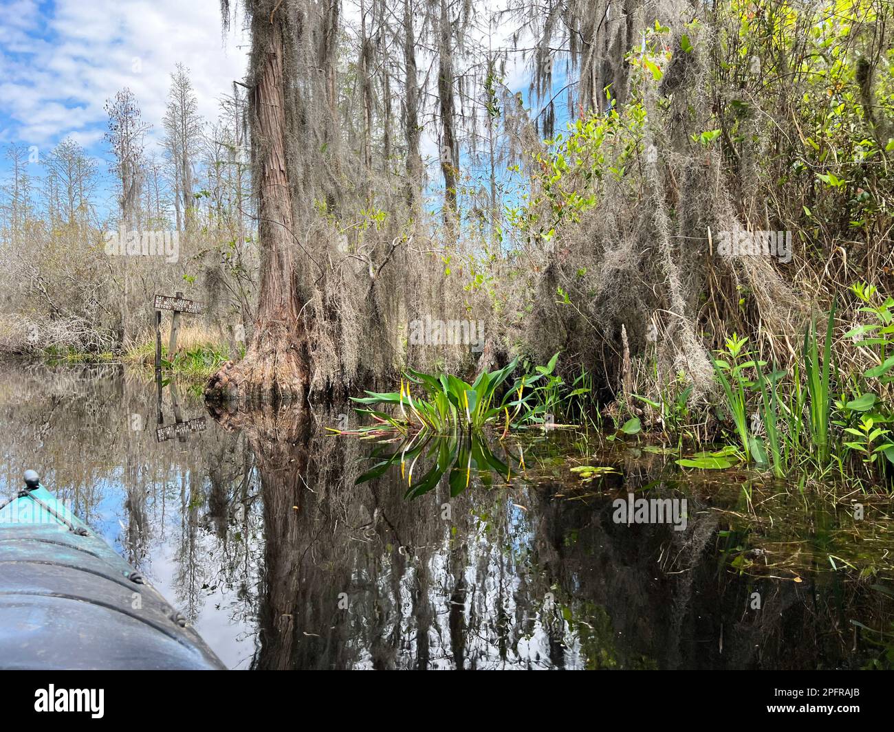 A kayaker stops to admire Orontium aquaticum, also known as Golden Club ...