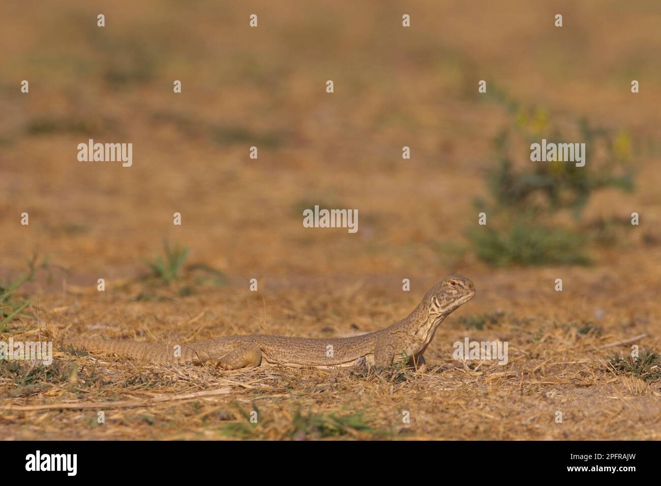 Indian spiny-tailed lizard or Hardwicke's spiny-tailed lizard Stock ...