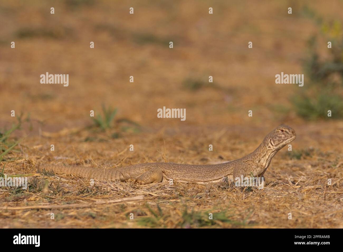 Indian spiny-tailed lizard or Hardwicke's spiny-tailed lizard Stock ...