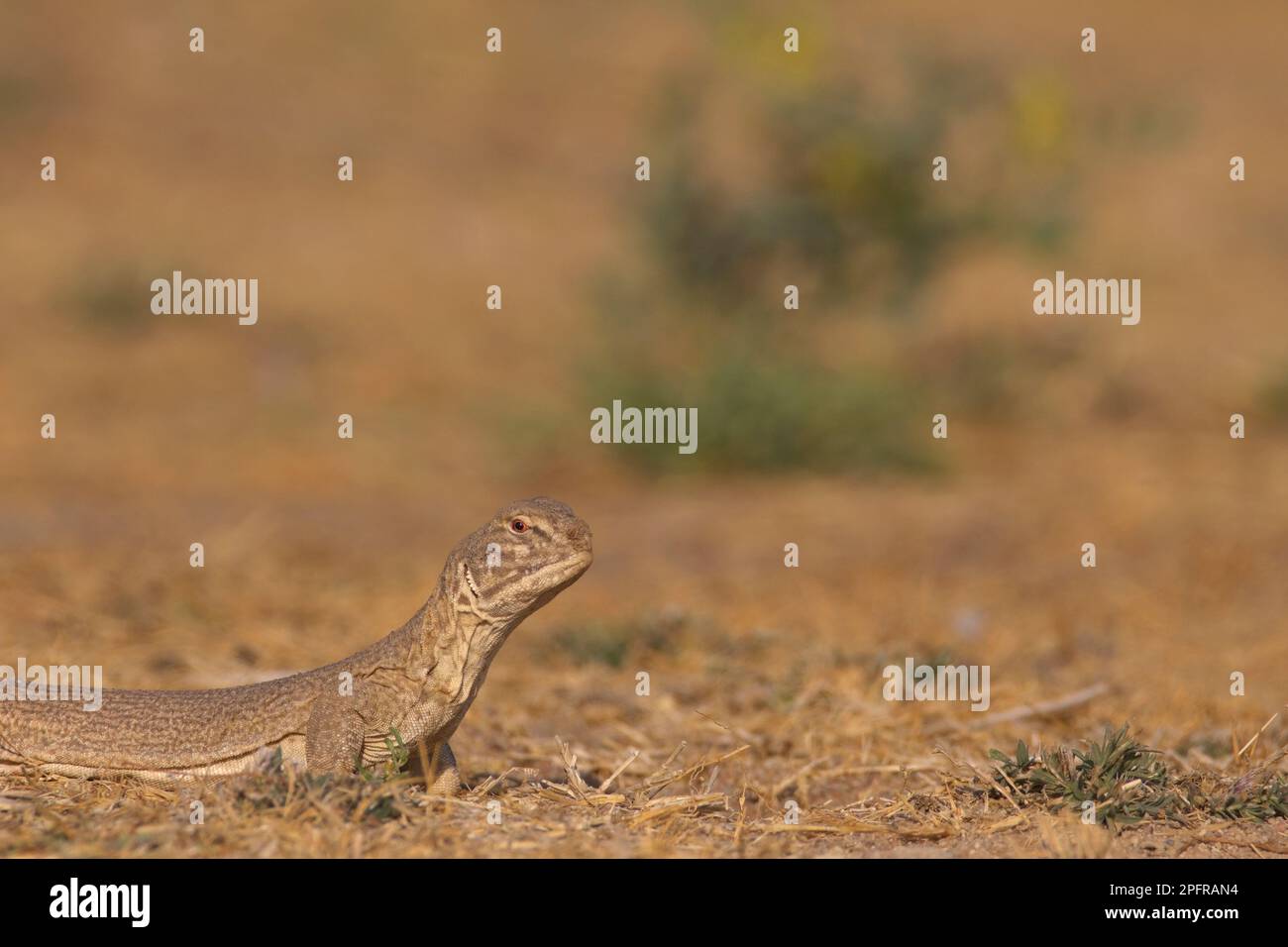 Indian spiny-tailed lizard or Hardwicke's spiny-tailed lizard Stock ...