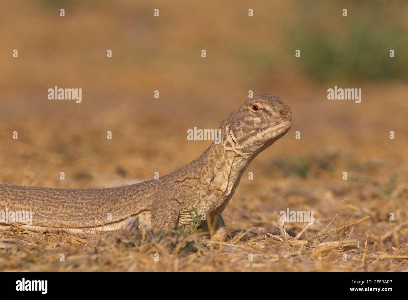 Indian spiny-tailed lizard or Hardwicke's spiny-tailed lizard Stock ...