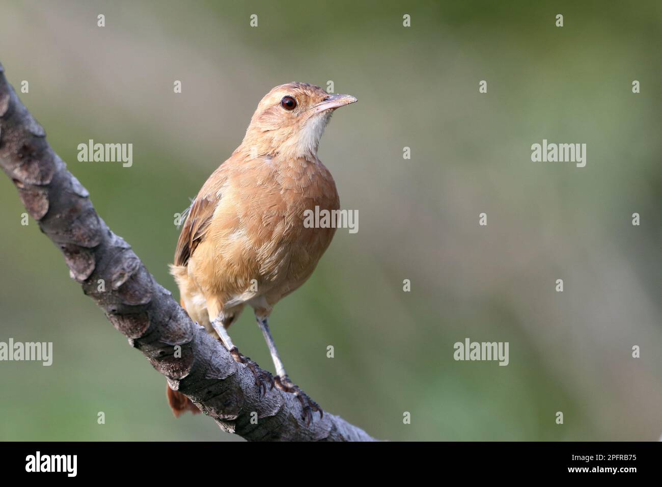 Rufous Hornero (Furnarius rufus), isolated, perched on a branch Stock ...