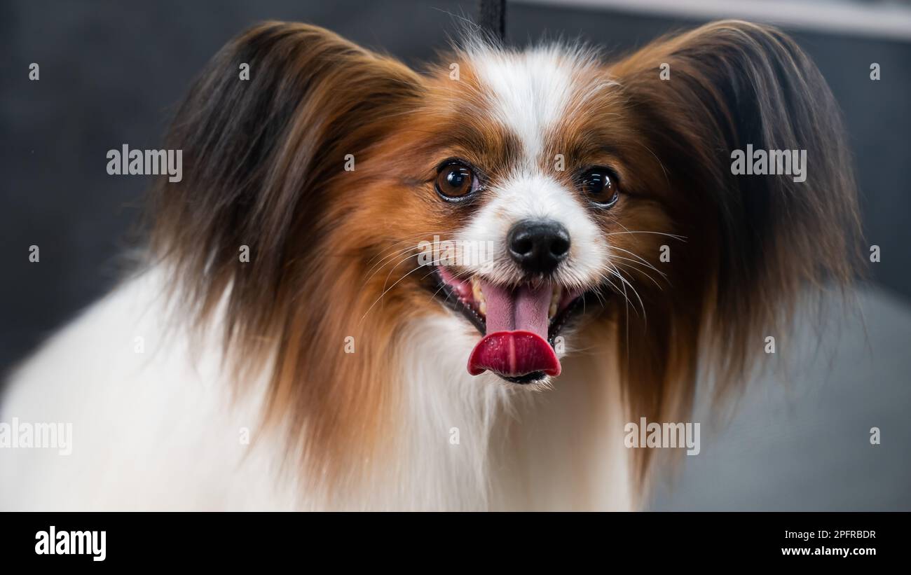 Portrait of a cute tricolor papillon. Continental spaniel dog with ...