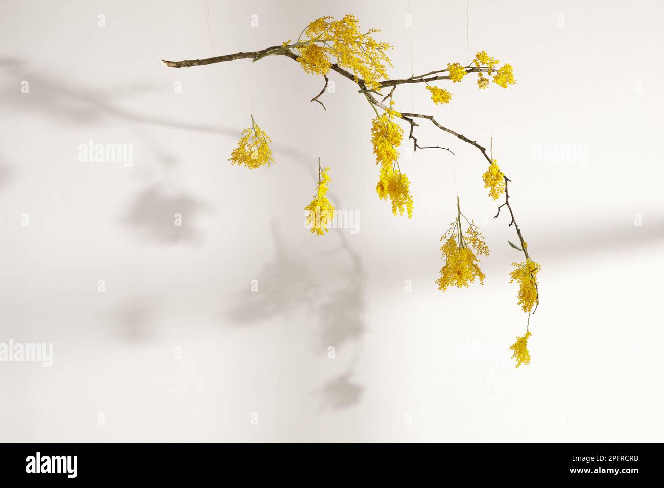Hanging yellow mimosa flowers against white wall with shadows on it ...