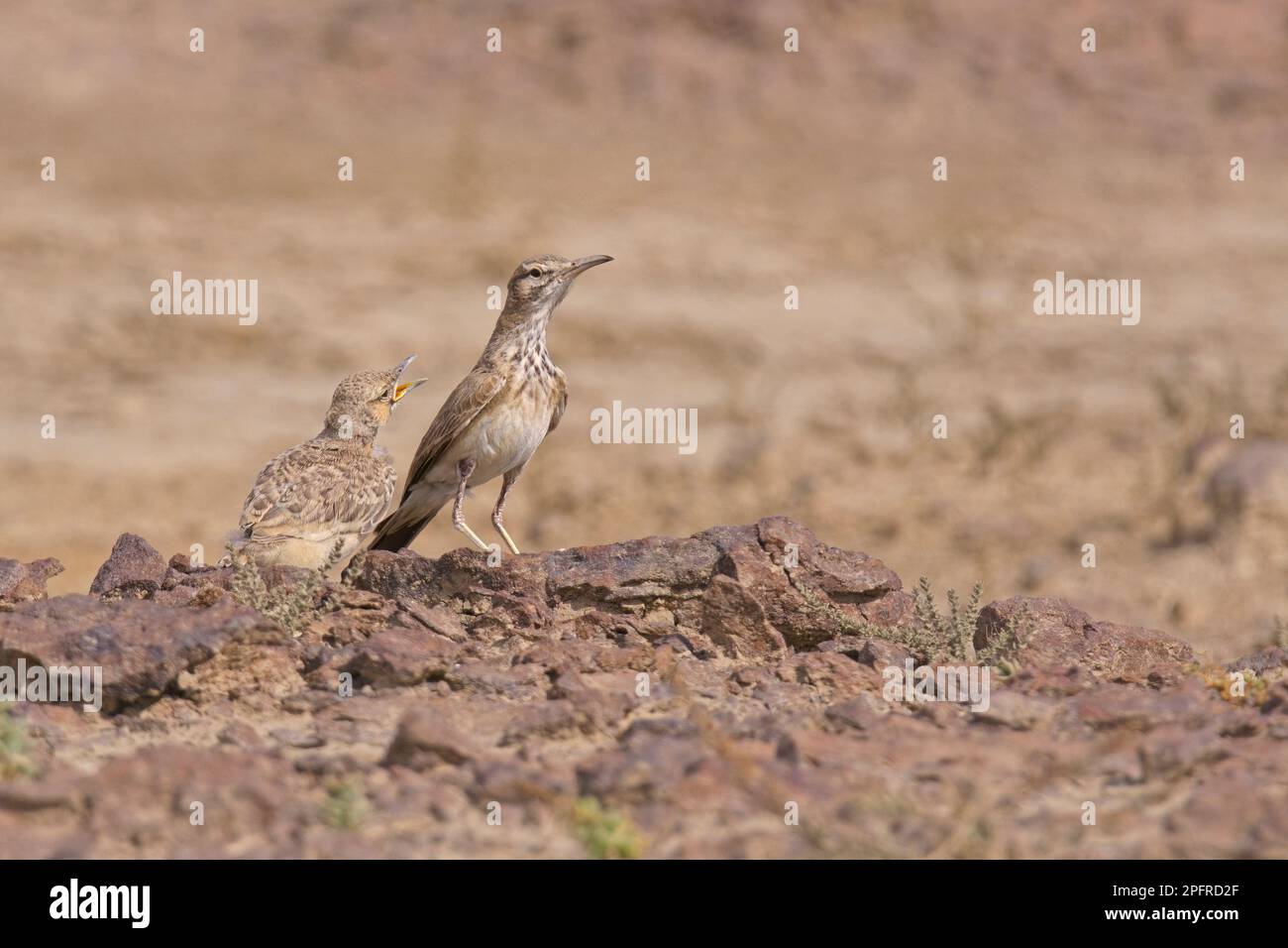 Greater Hoopoe-Lark (Alaemon alaudipes) at little rann of kutch Stock ...