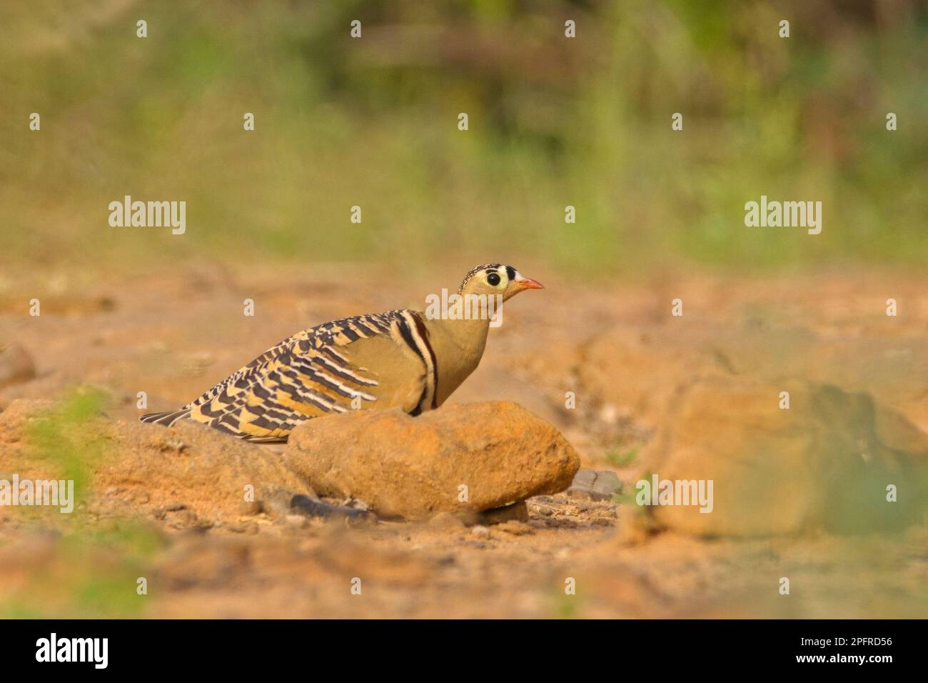 Male painted sandgrouse pterocles hi-res stock photography and images ...