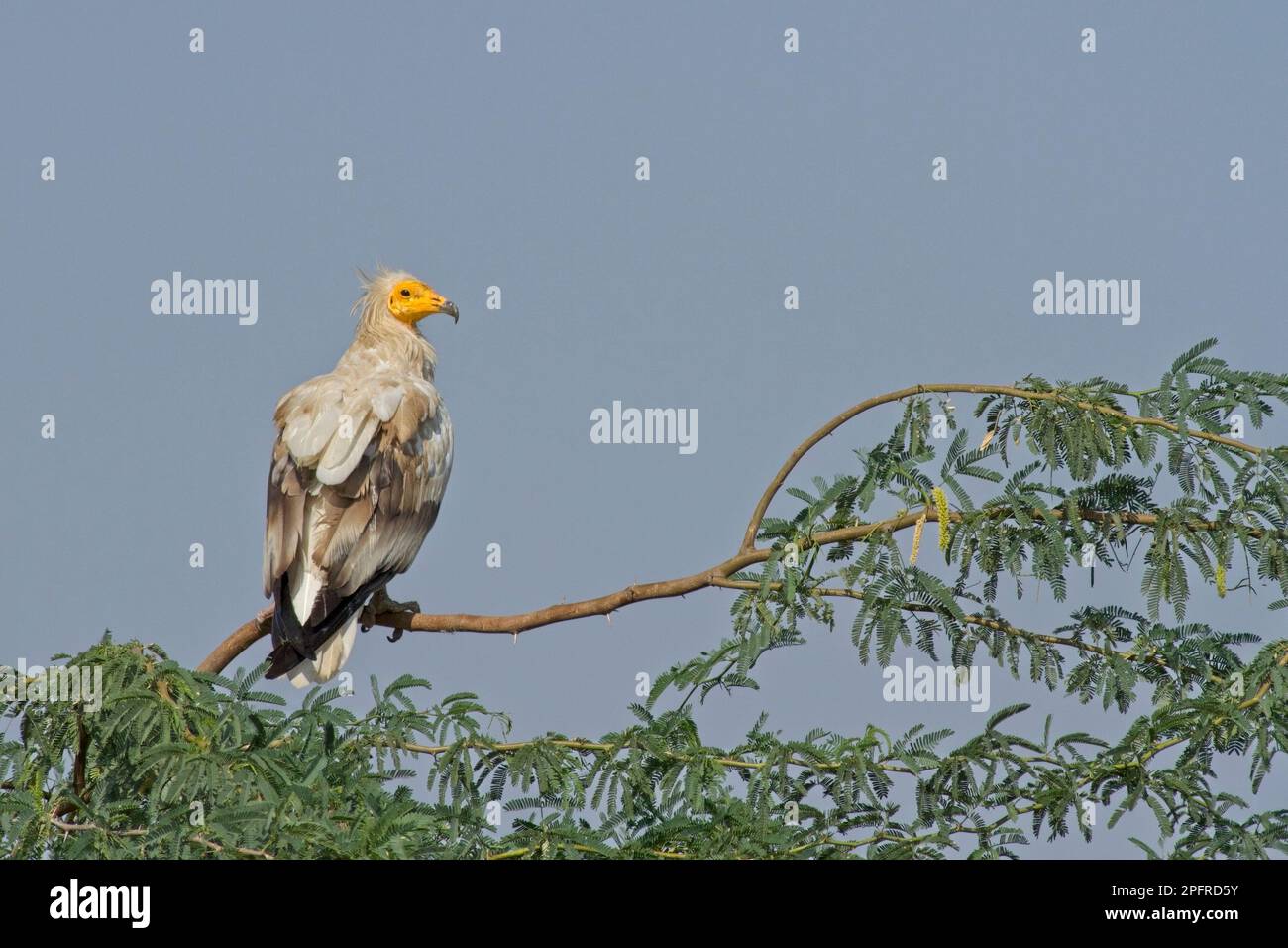 Egyptian Vulture (Neophron percnopterus Stock Photo - Alamy