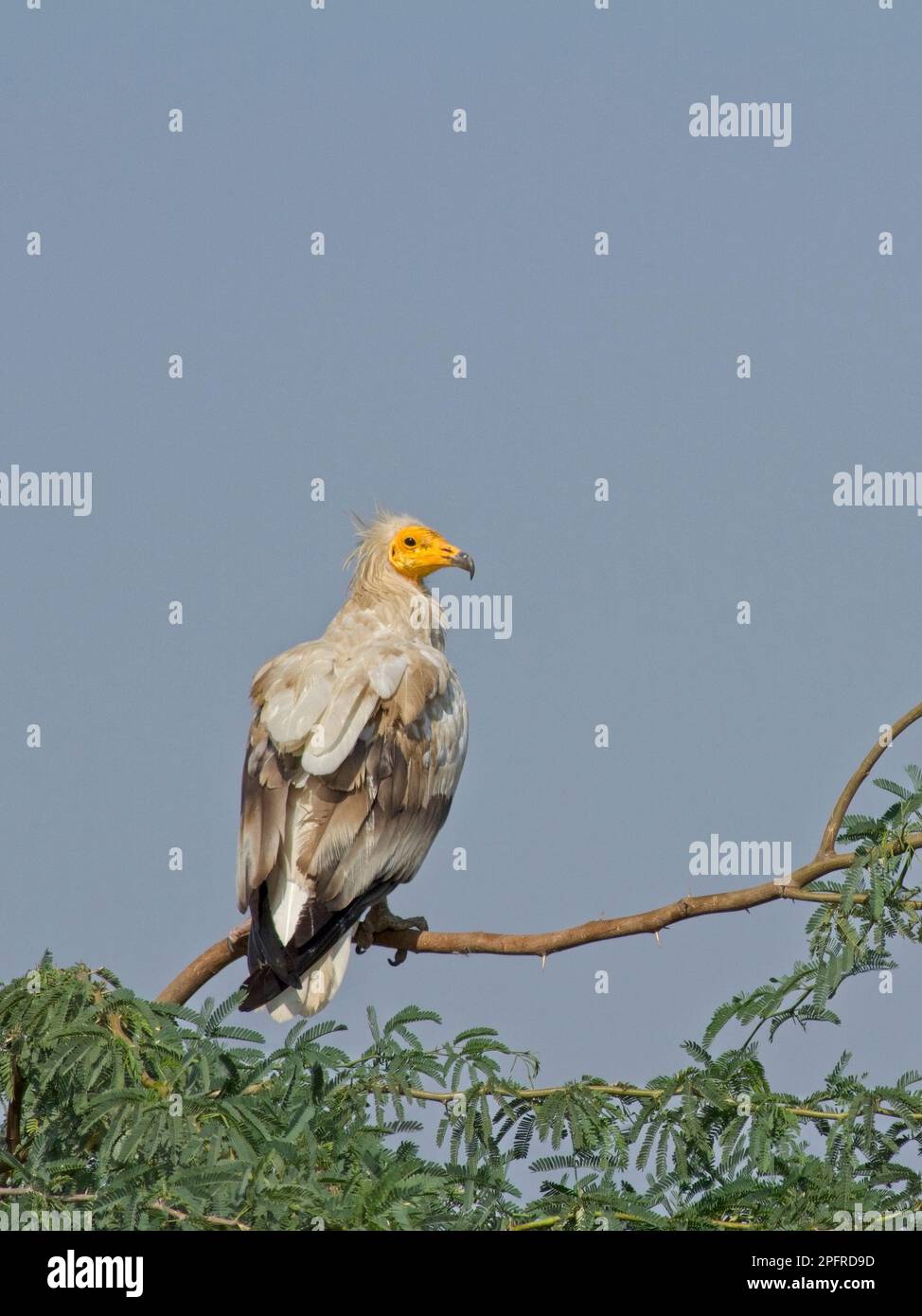 Egyptian Vulture (Neophron percnopterus Stock Photo - Alamy