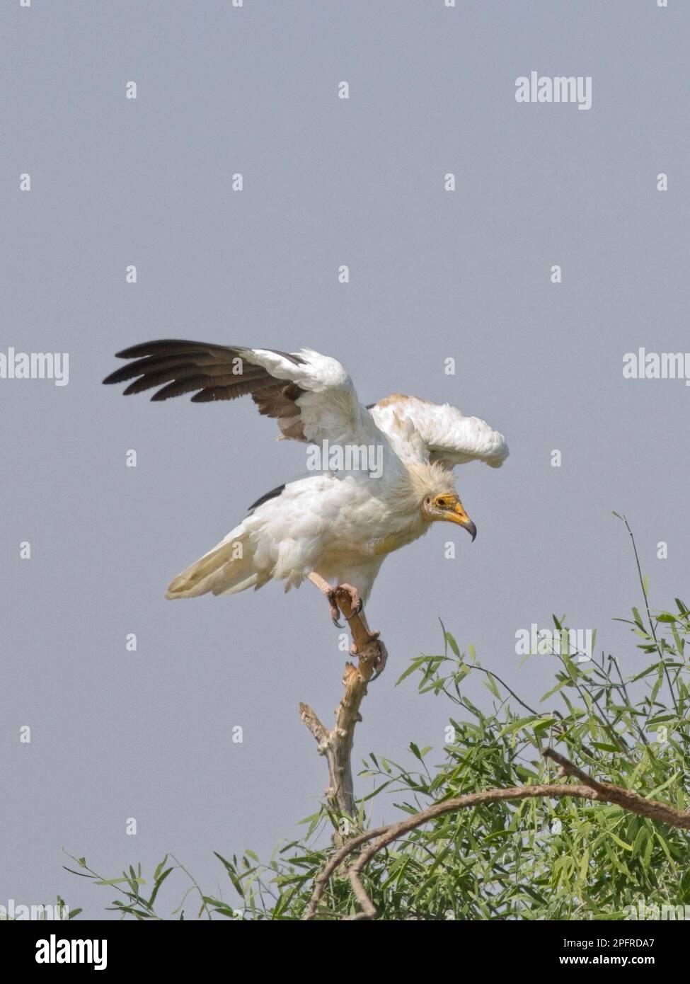 Egyptian Vulture (Neophron percnopterus Stock Photo - Alamy