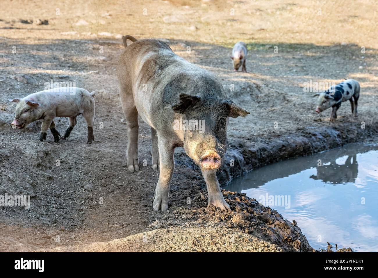 Dirty pigs family covered in mud in the farm near to water Stock Photo ...