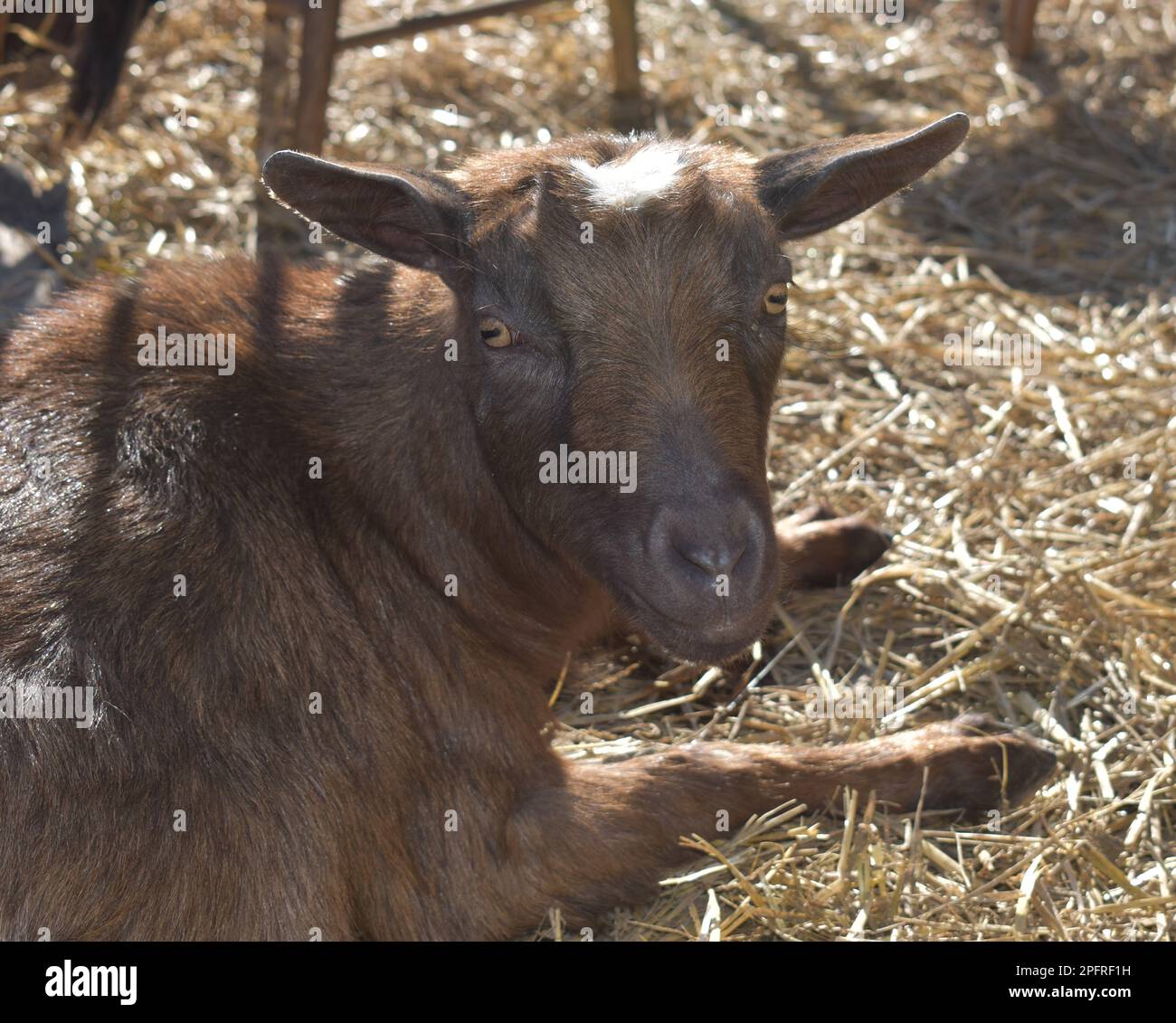 Goat staring at me hi-res stock photography and images - Alamy