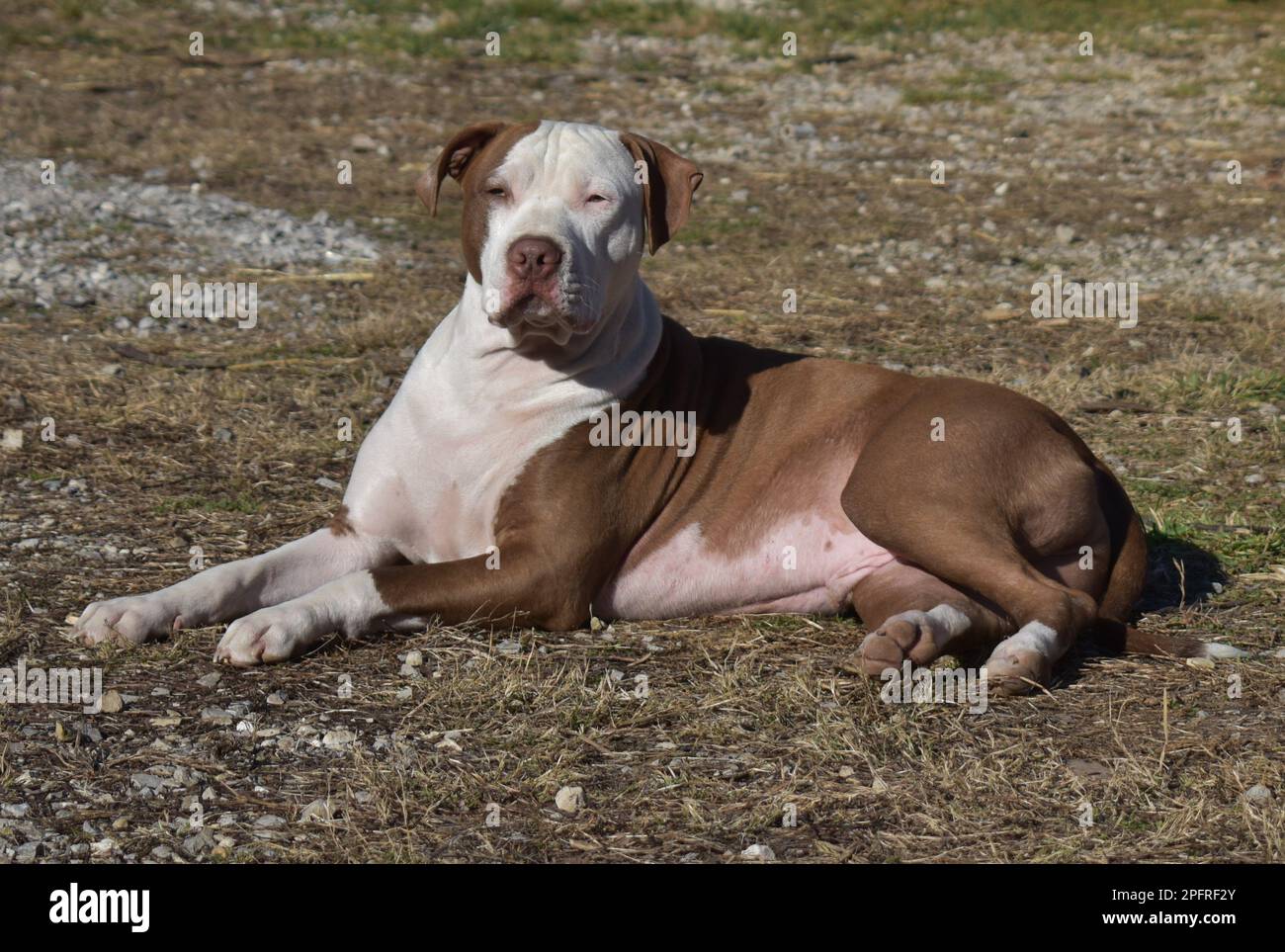 Red Nose Pittie Gunner Stock Photo - Alamy