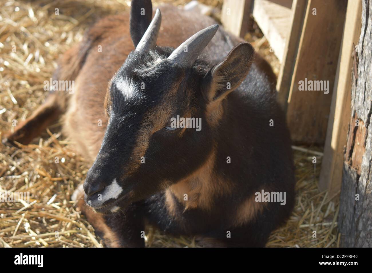 Goat bathing in the sun Stock Photo - Alamy