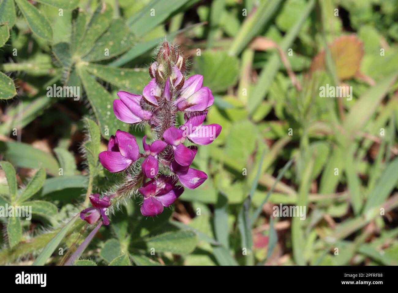Pink flowering raceme inflorescence of Lupinus Hirsutissimus, Fabaceae ...