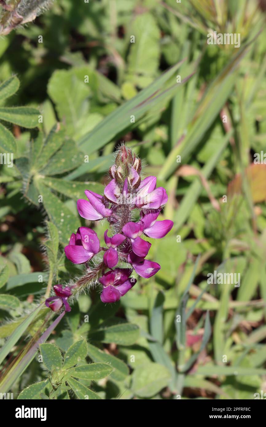 Hirsute lupine hi-res stock photography and images - Alamy