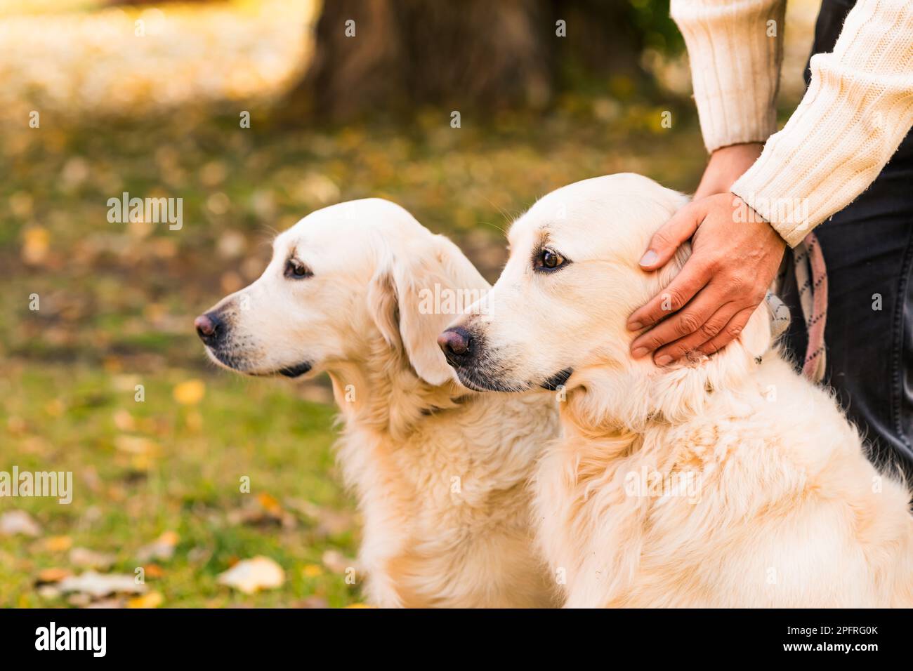 Man adorable face dogs hi-res stock photography and images - Alamy