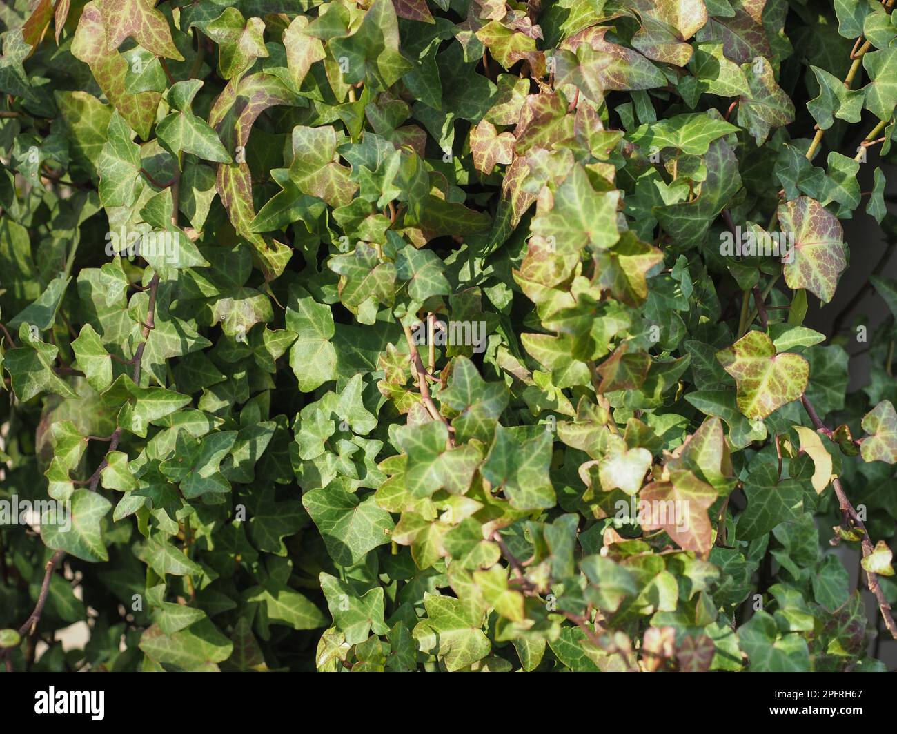 ivy scientific name Hedera plant useful as a background Stock Photo - Alamy