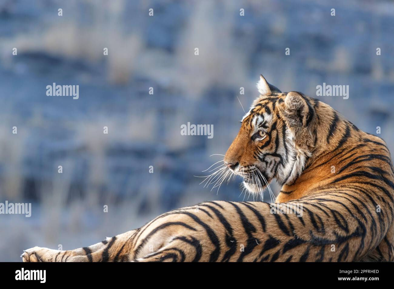 Tiger, Panthera tigris, portrait side view of his face head. animal ...