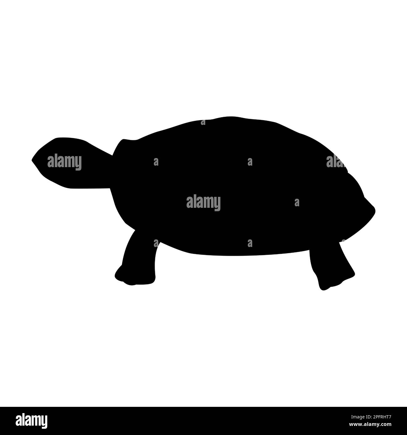 Turtle icon. Vector turtle illustration on white background Stock ...