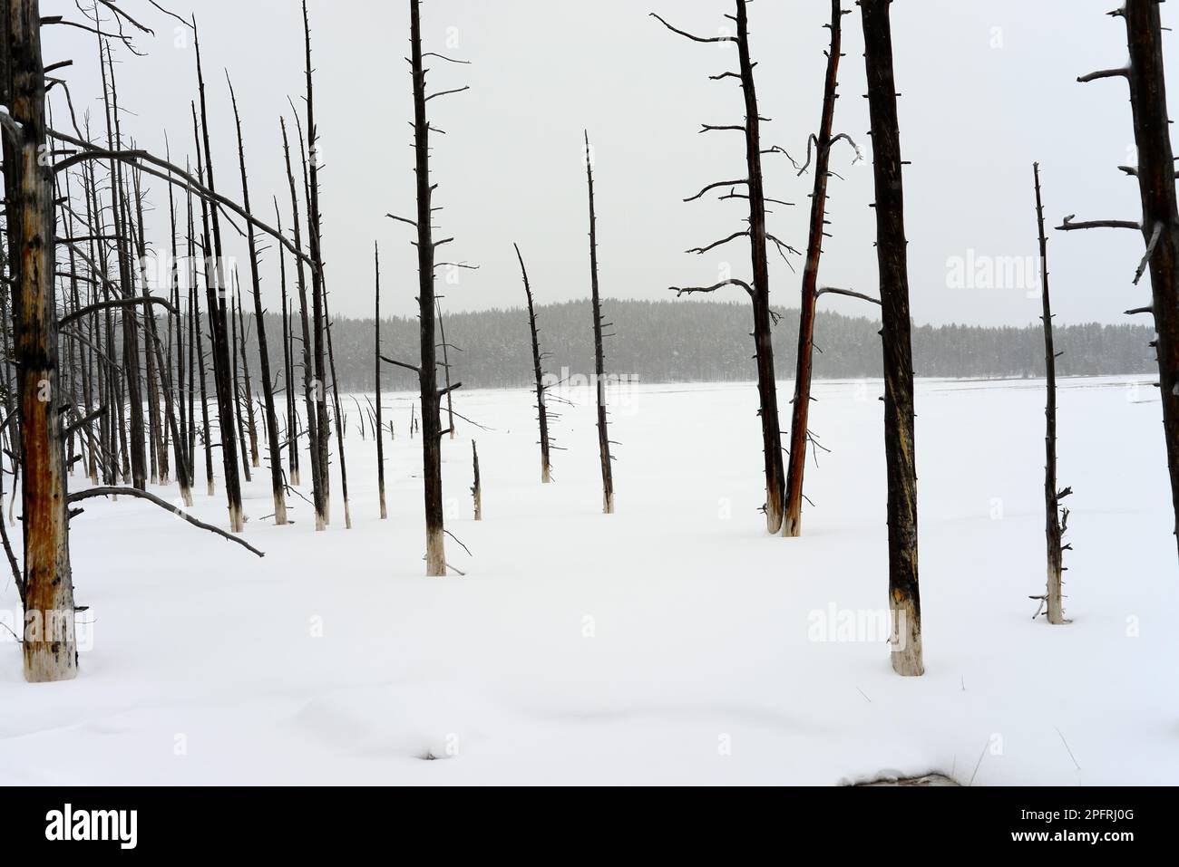 Burnt Douglas fir trees with winter snow in Yellowstone National Park ...