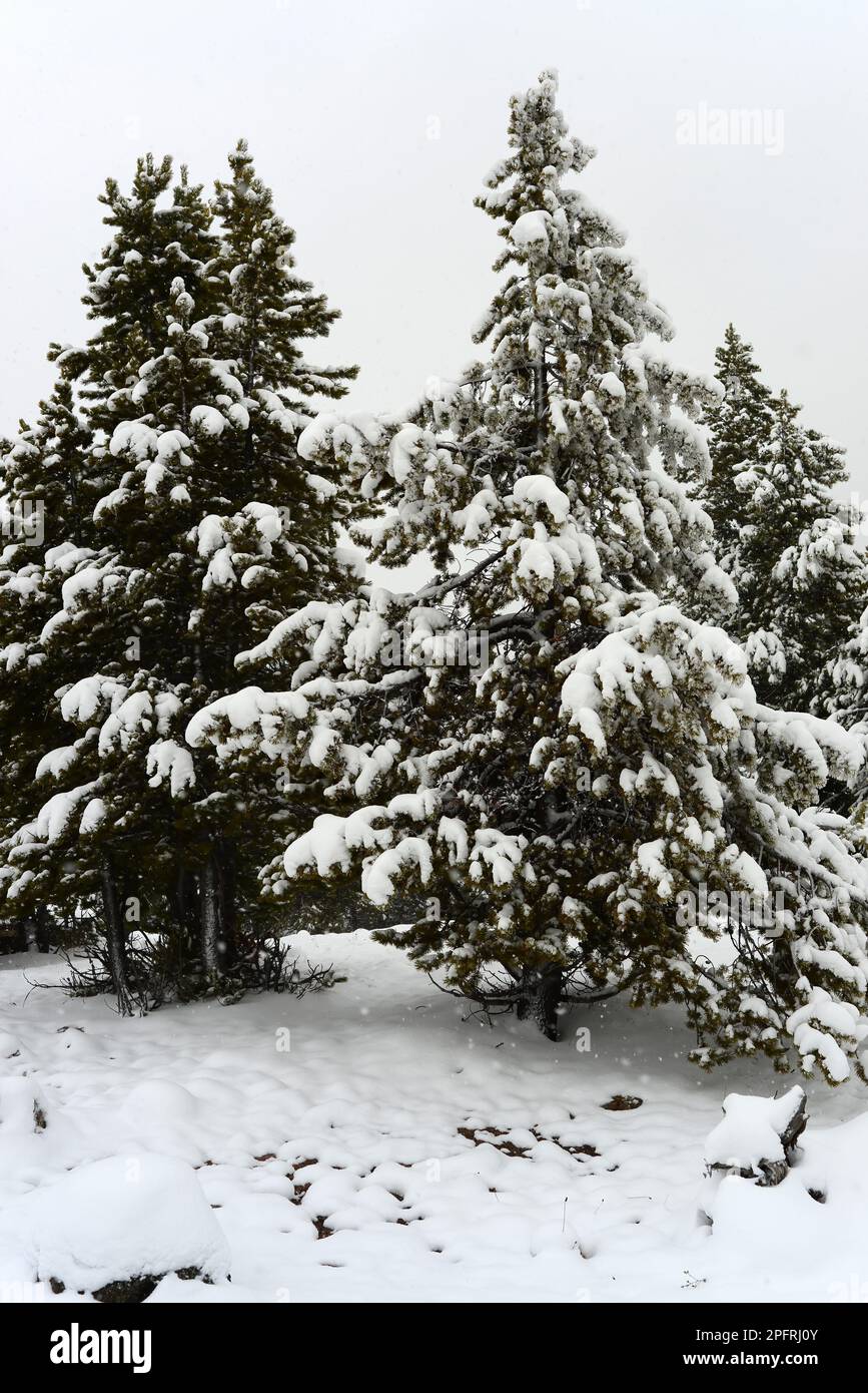 Young douglas fir trees hi-res stock photography and images - Alamy