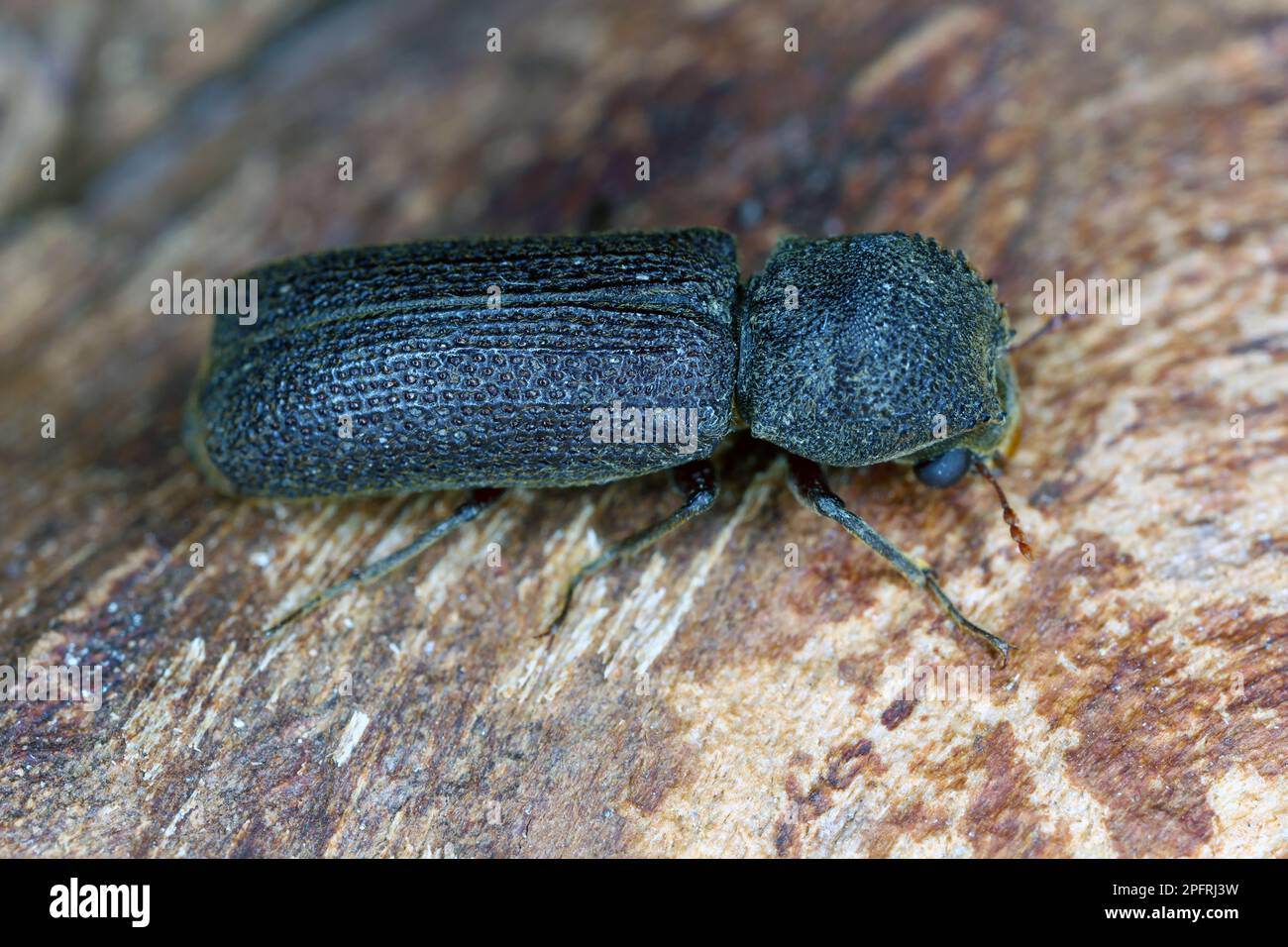 Chinese Auger Beetle, Heterobostrychus hamatipennis, is a species of ...