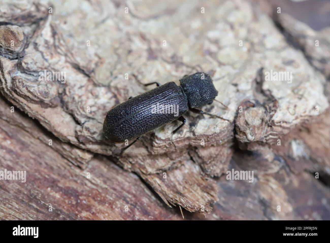 Chinese Auger Beetle, Heterobostrychus hamatipennis, is a species of ...