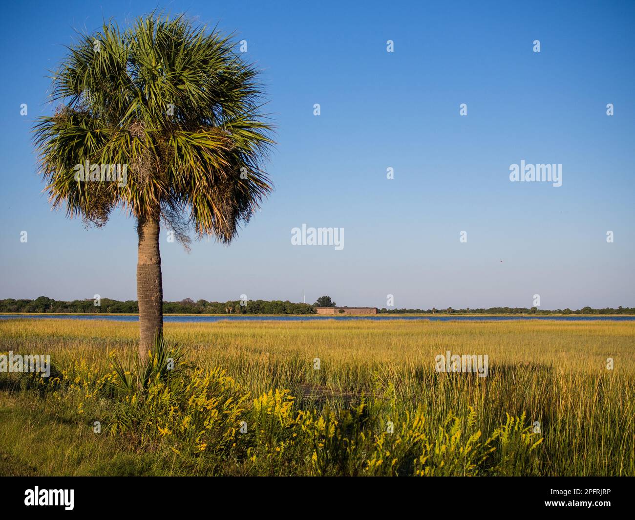 Palm tree usually refers to tree-like plants of the family Arecaceae ...