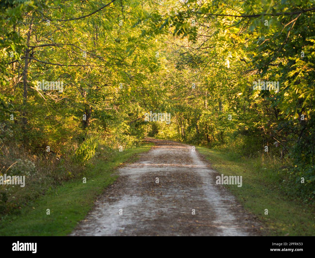Path through the spring forest with lush greenery Stock Photo - Alamy