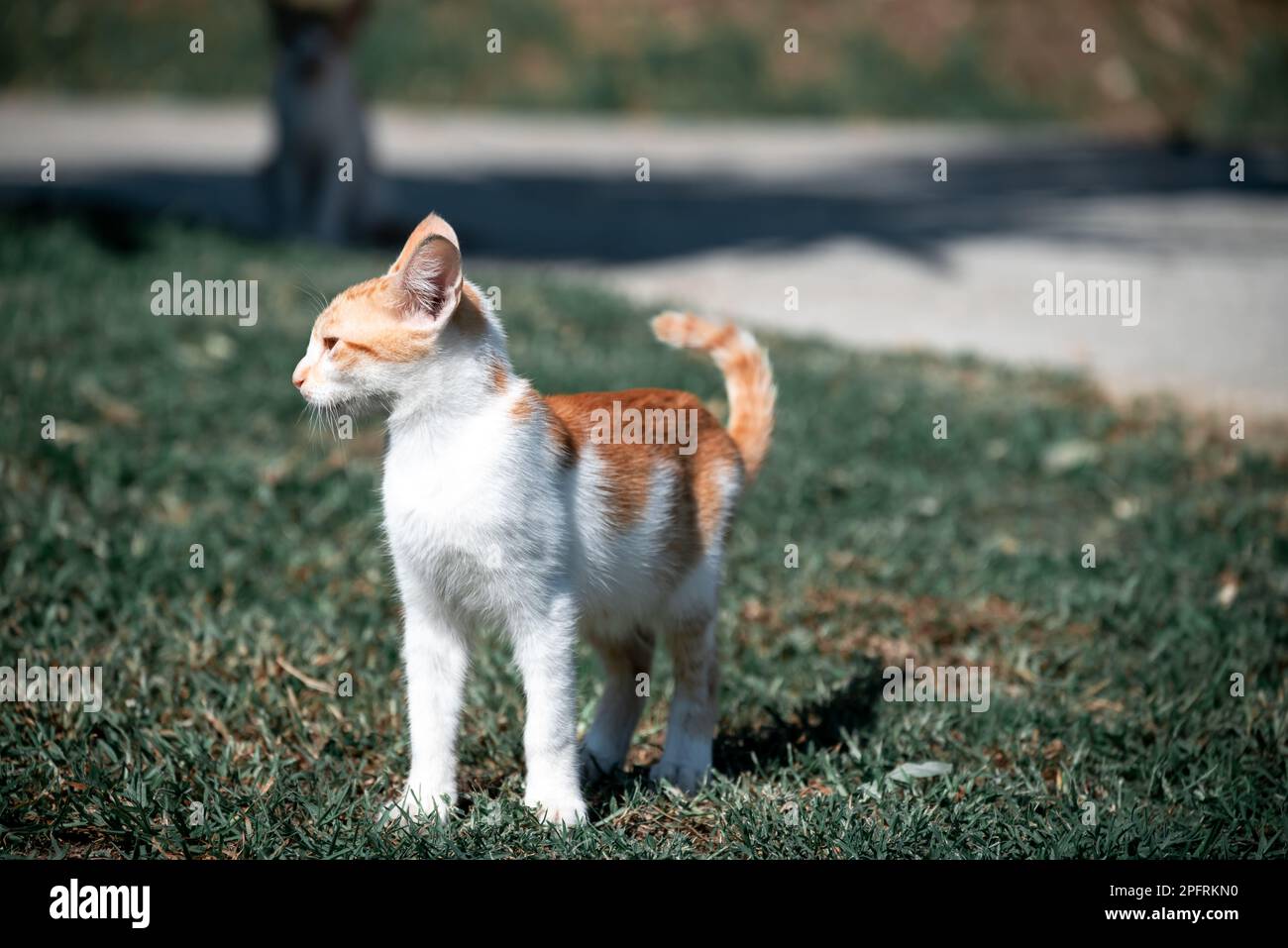 Orange cat looking into distance hi-res stock photography and images ...