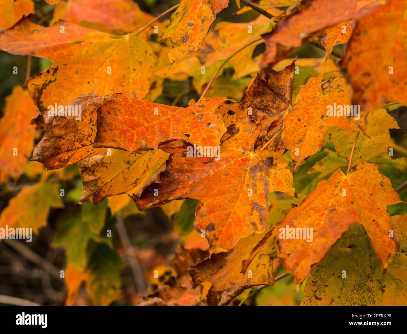 Pattern of colorful leaves filling the frame Stock Photo - Alamy