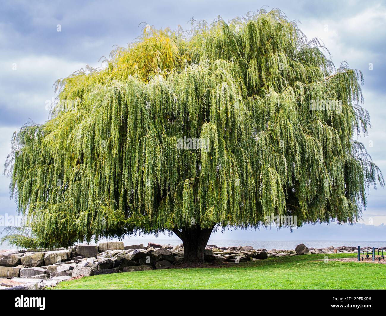 Big tree cleveland hi-res stock photography and images - Alamy