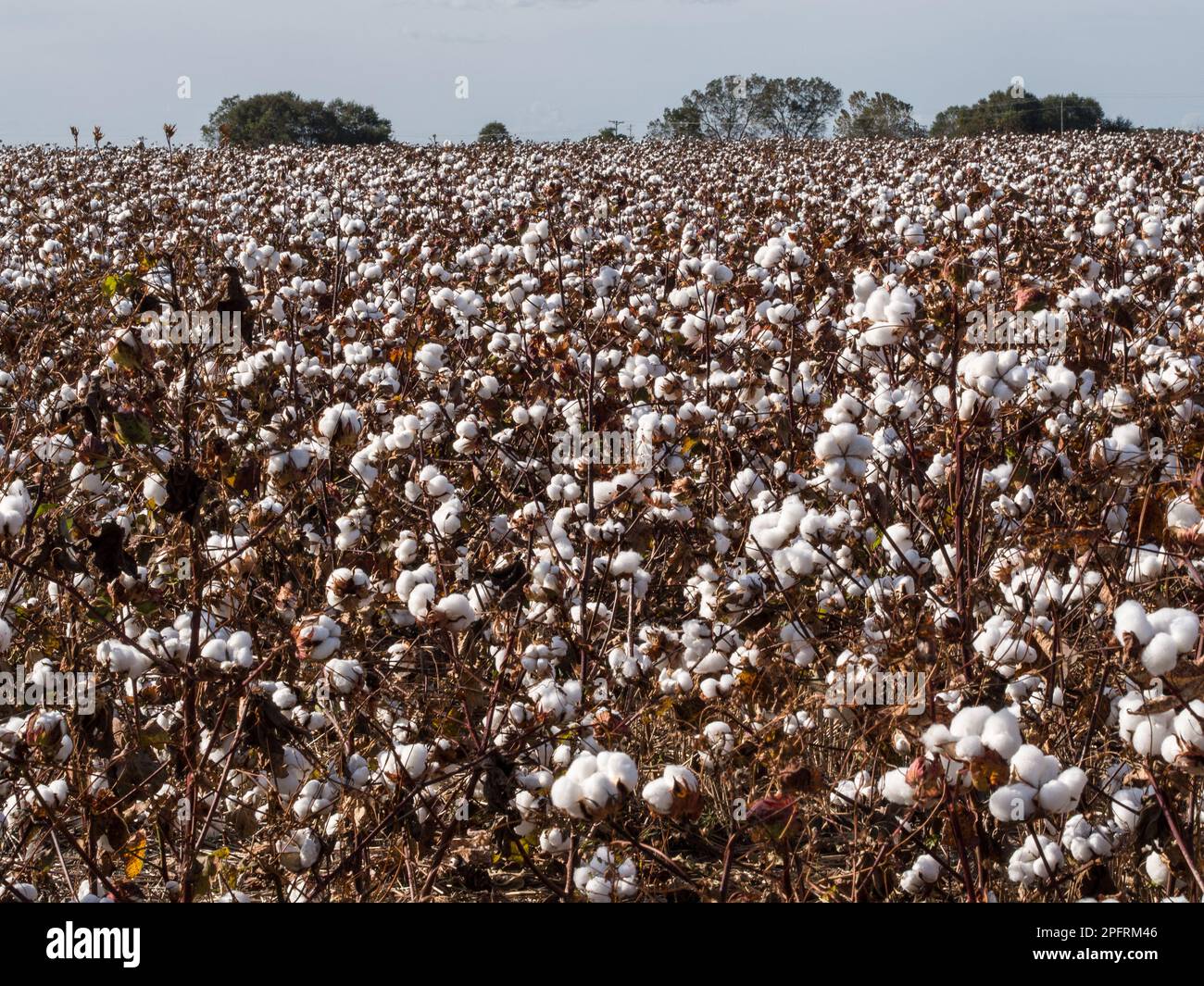Sea Island Cotton Seed