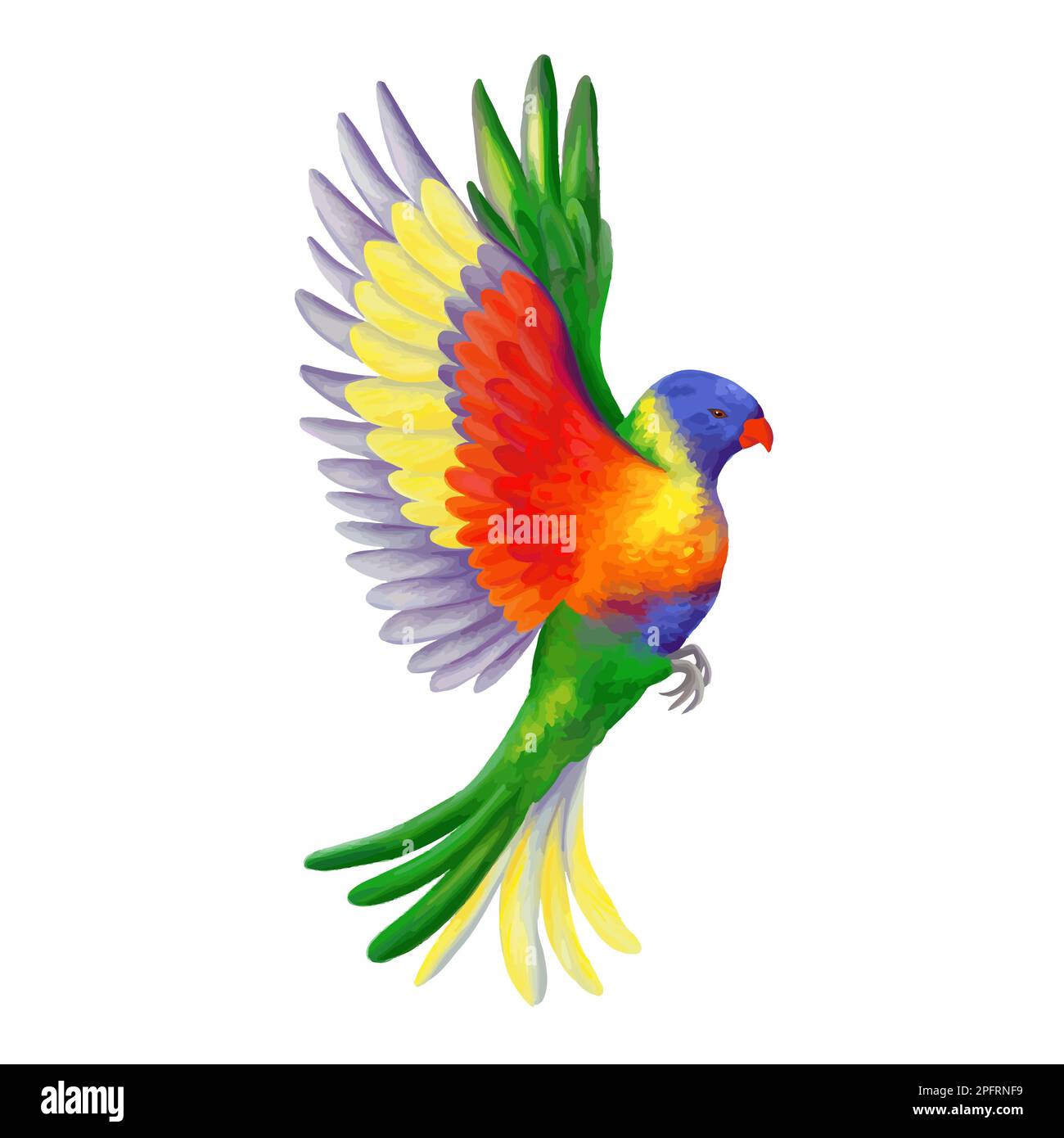 Flying rainbow vector lorikeet. Colorful vivid parrot. Tropical jungle ...