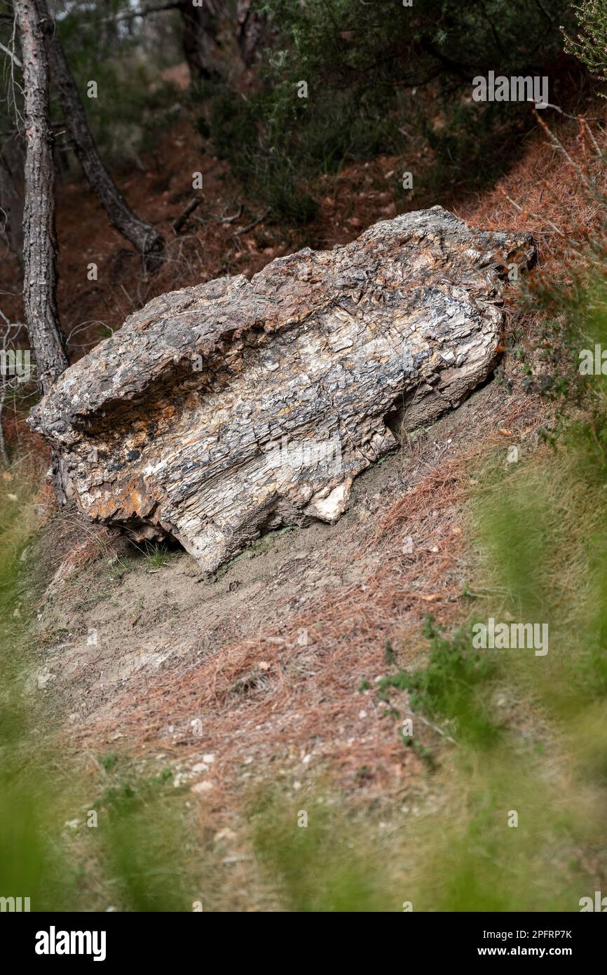 Fossilized Forest of Lefkimi and Fylakto Evros Greece is the oldest ...
