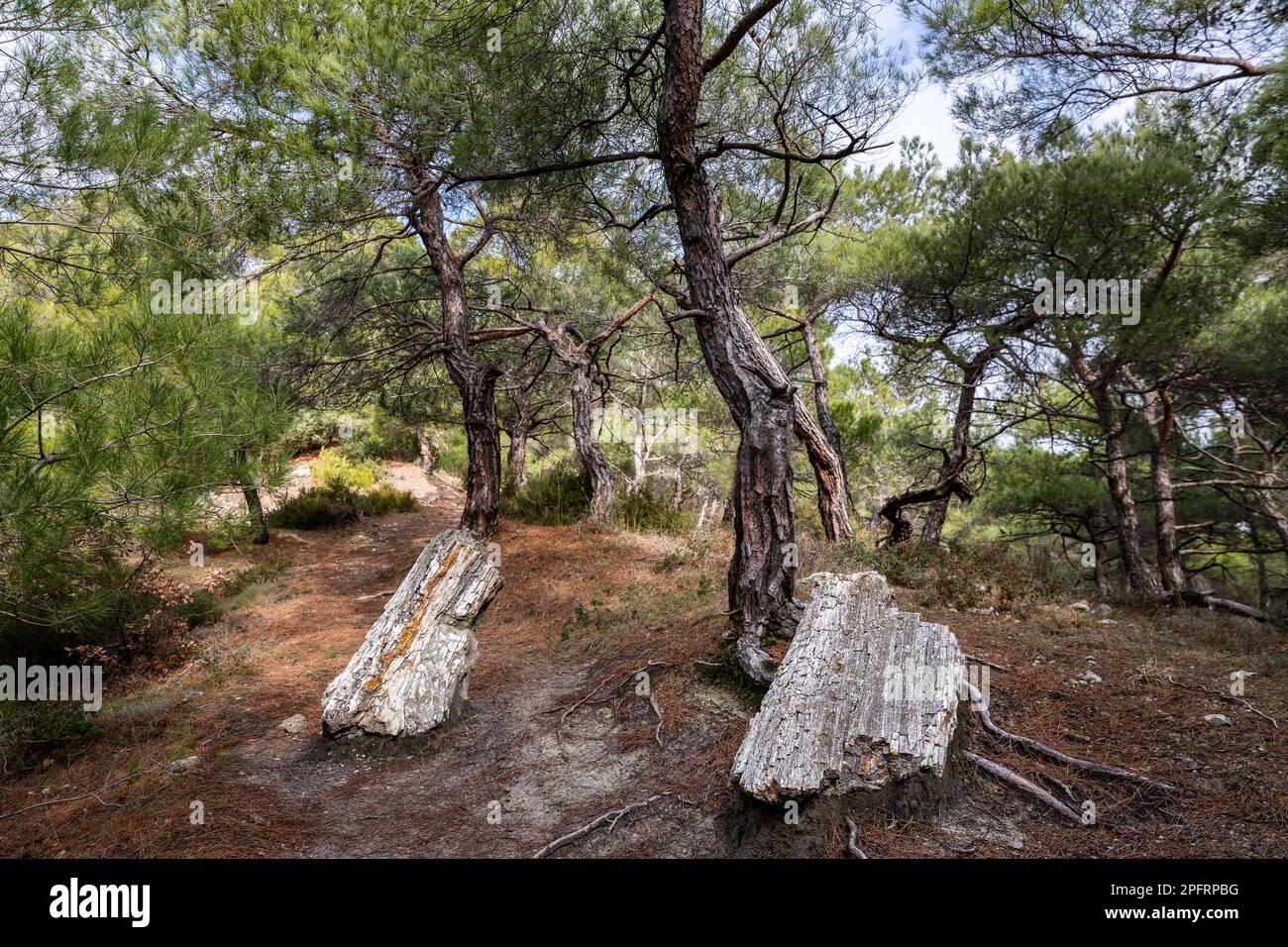 Fossilized Forest of Lefkimi and Fylakto Evros Greece is the oldest ...