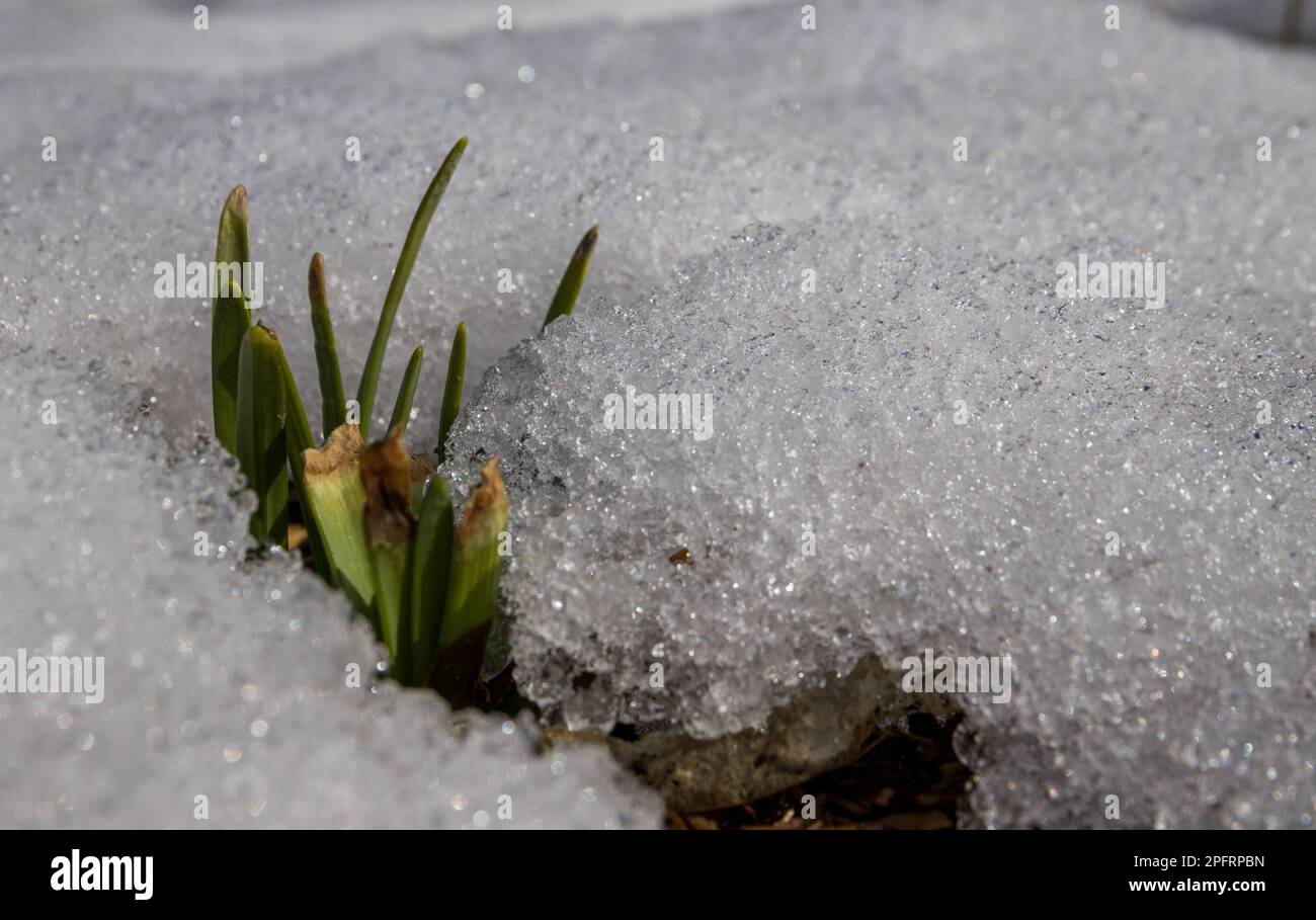 First sprout aspire to the sun that broke through the snow that melts ...