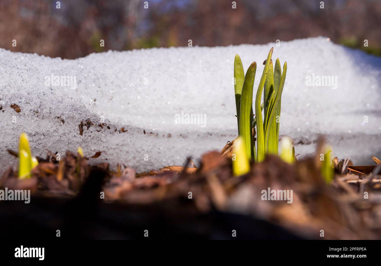First sprout aspire to the sun that broke through the snow that melts ...