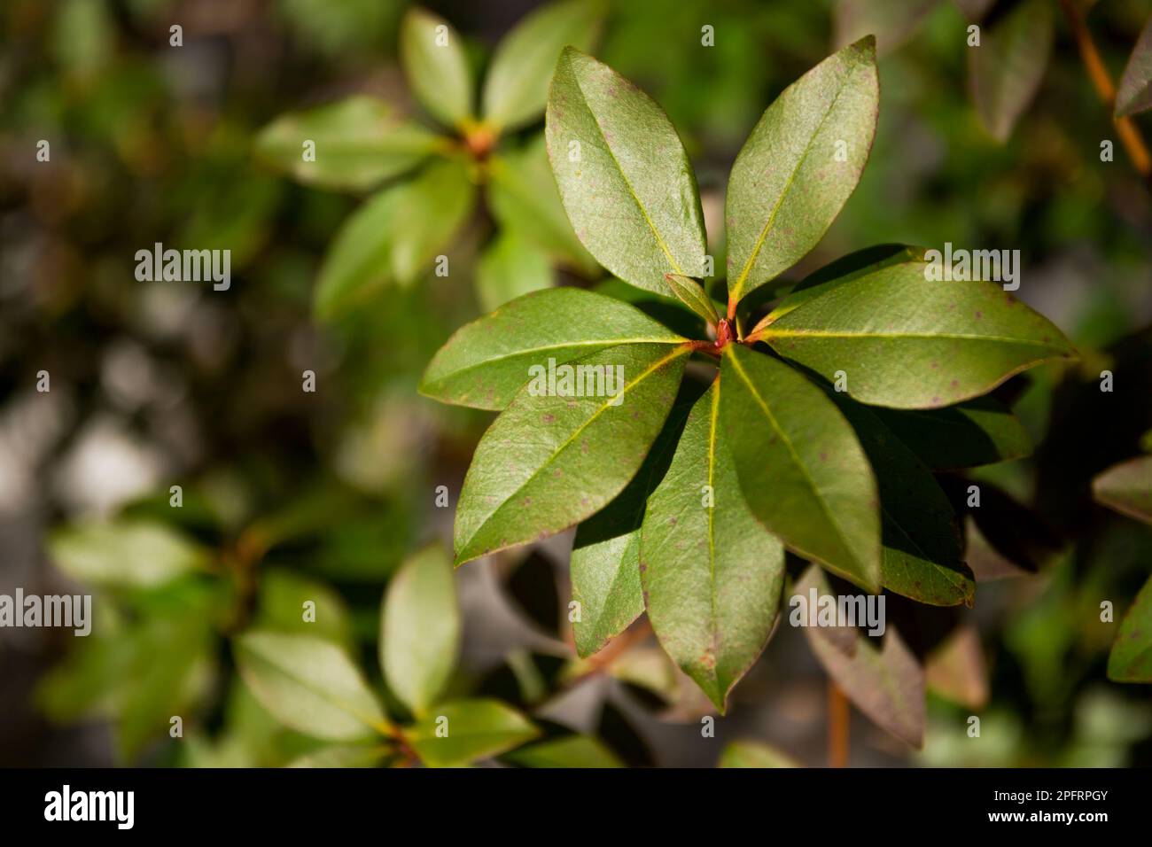 Nature plants in the sun. Nature macro background Stock Photo - Alamy