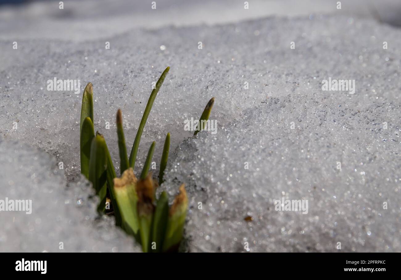 First sprout aspire to the sun that broke through the snow that melts ...