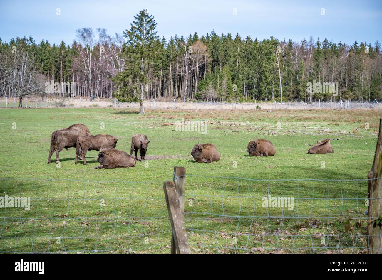 Group of brown bison behind a fence at Englischer Garten Eulbach Safari ...