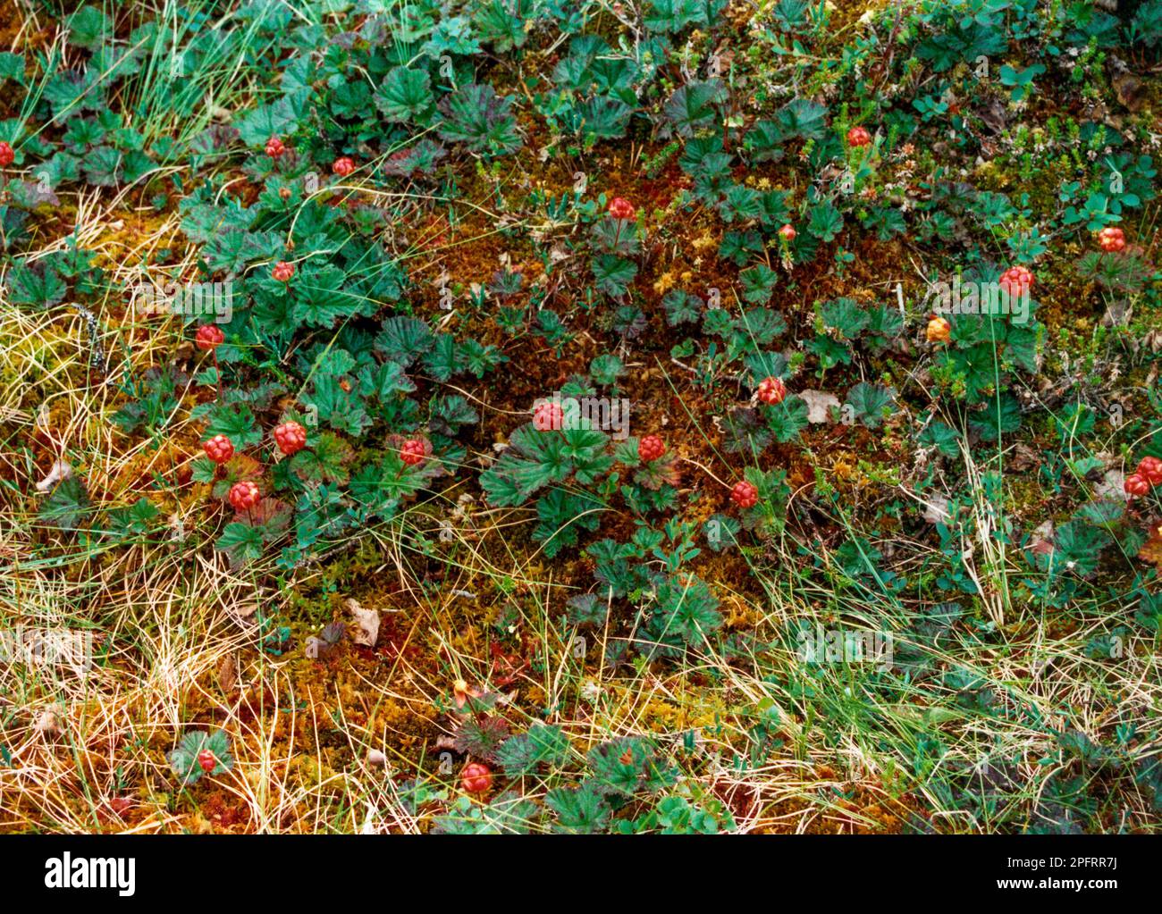 Fen plant hi-res stock photography and images - Alamy