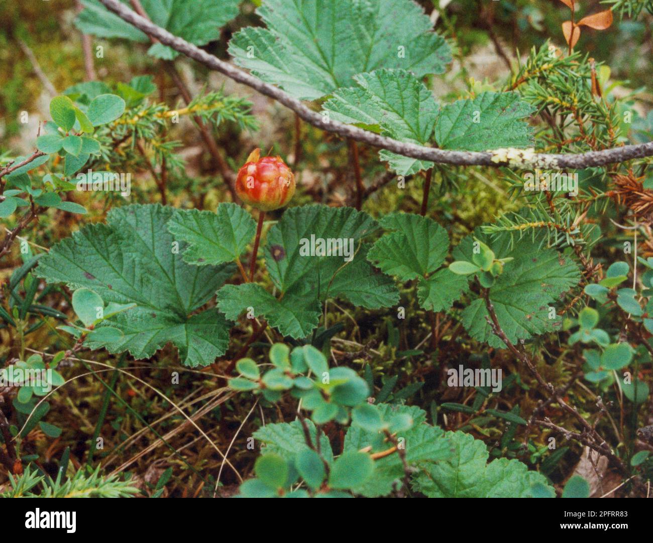 cloudberry plant with berries on the bog Stock Photo - Alamy